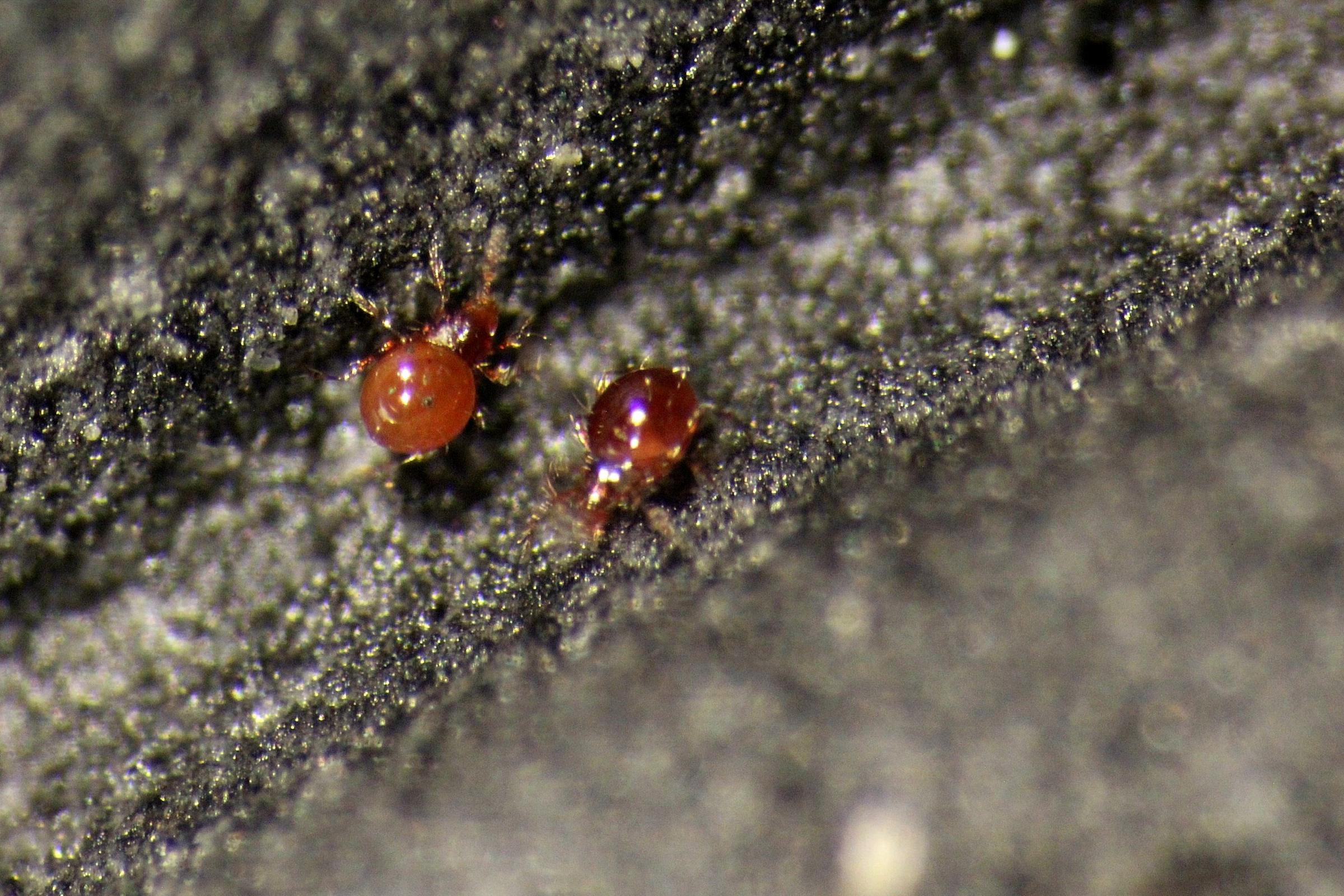 ECT participates in an international ring test with the mite Oppia ...
